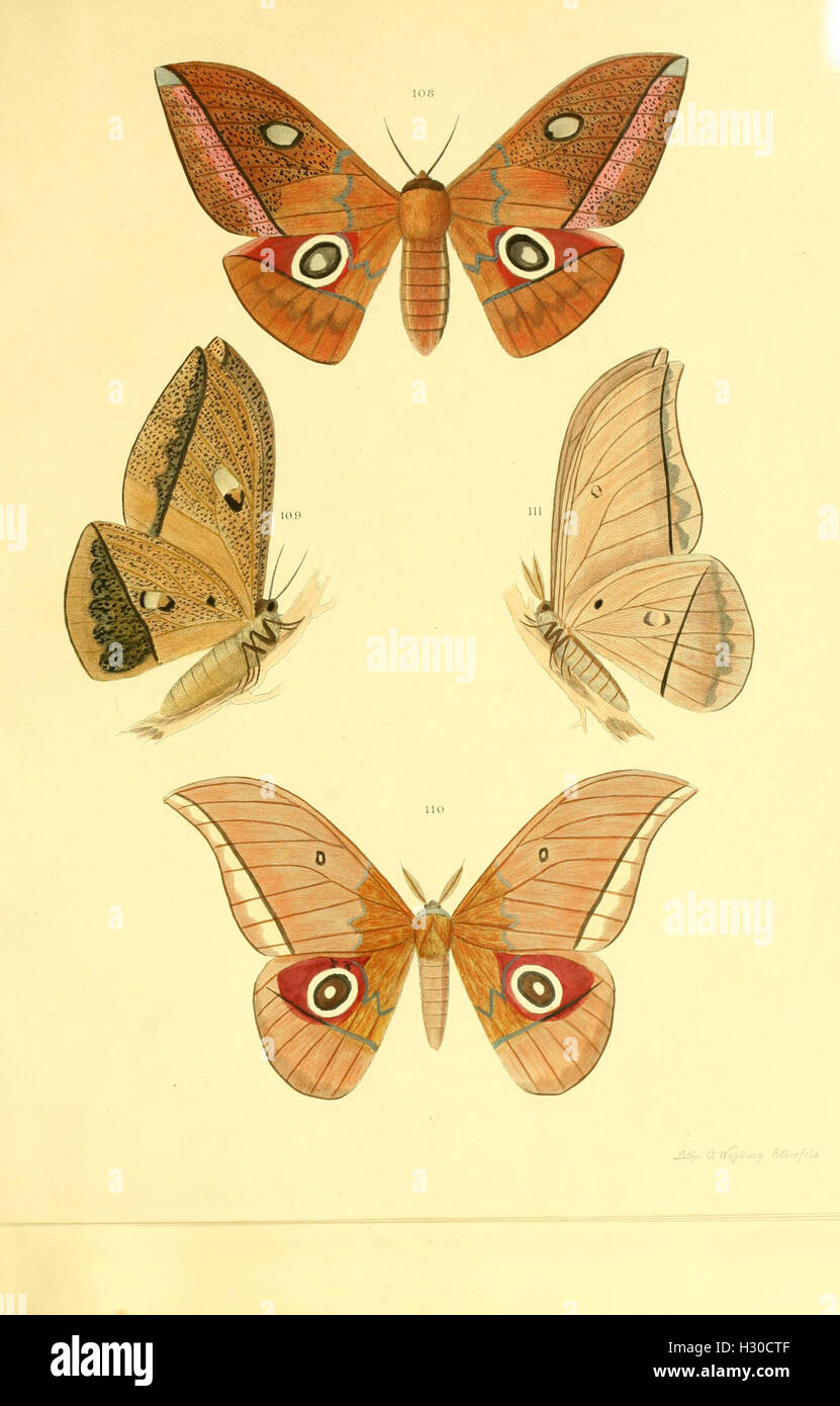 This work focuses on the study of butterflies, providing detailed ...