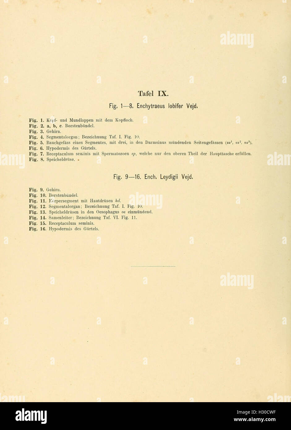 A contribution to the comparative morphology of annelids, focusing on ...