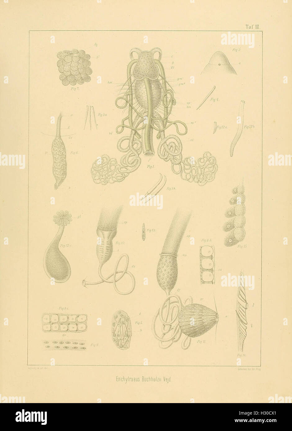 This work discusses the comparative morphology of annelids, including ...