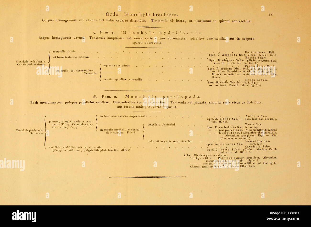 Beobachtungen auf naturhistorischen Reisen (Table IV) BHL143 Stock ...