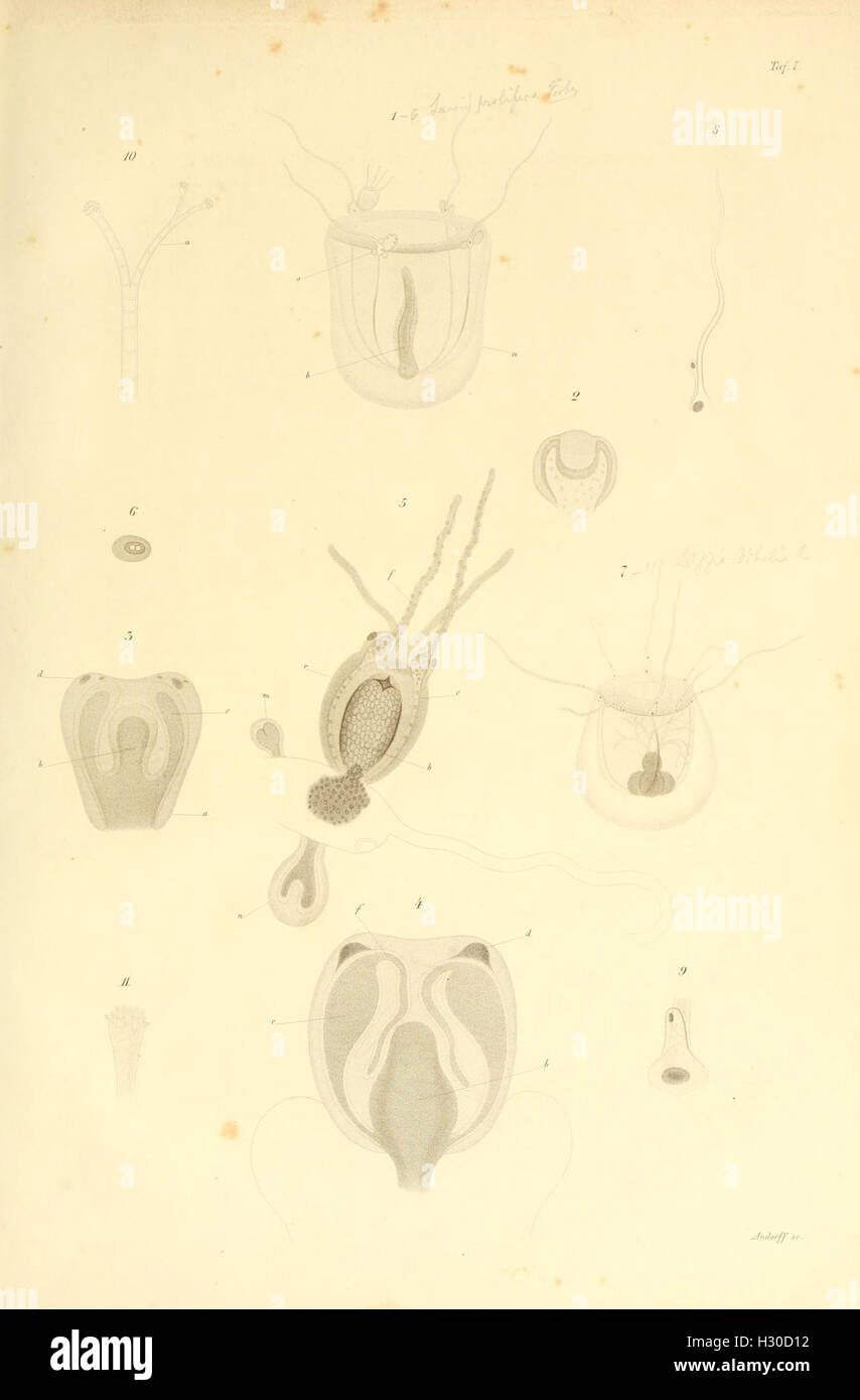 This work provides observations on the anatomy and development of ...