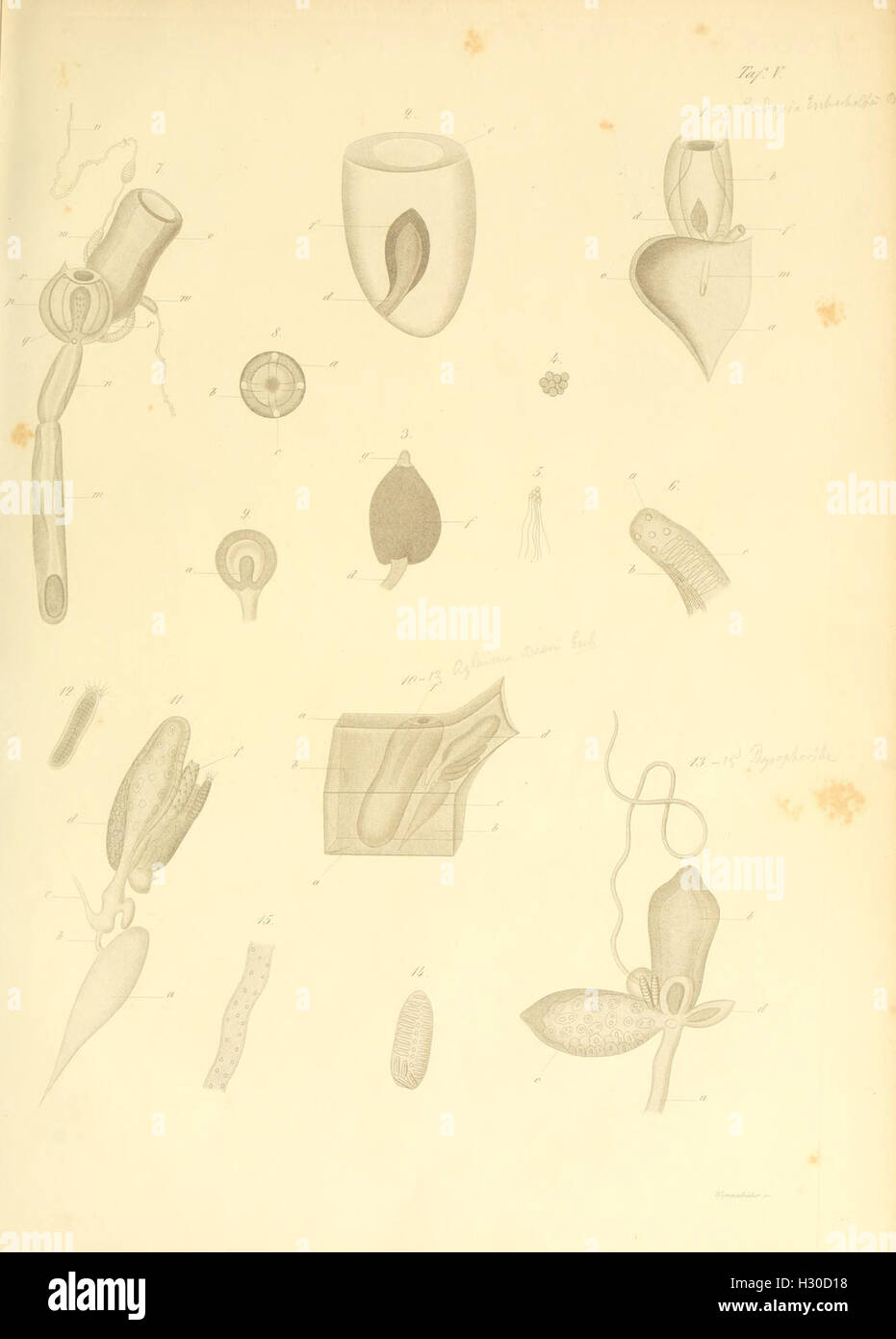 This work focuses on the anatomy and development of several species of ...