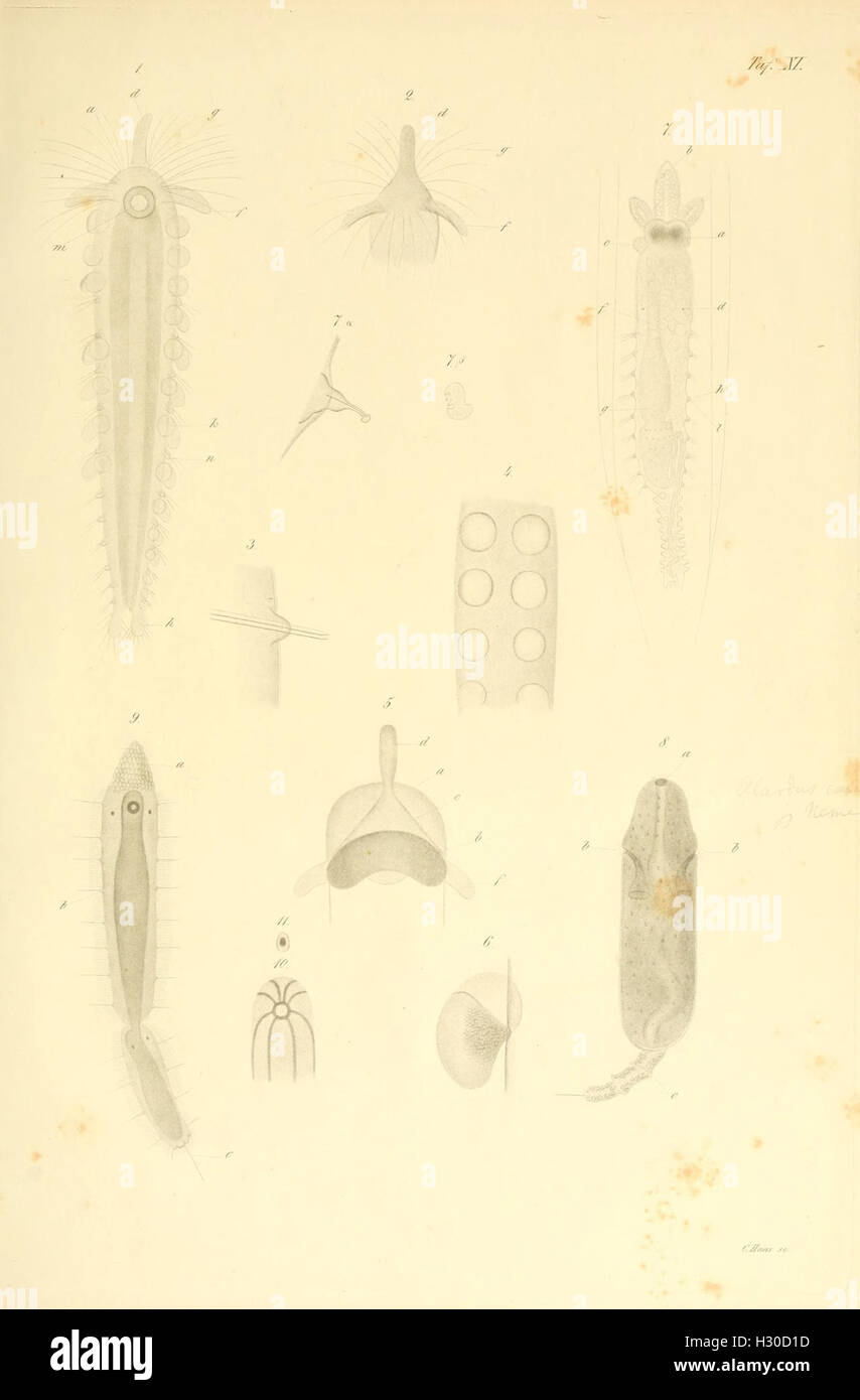 This work focuses on the anatomy and development of marine ...