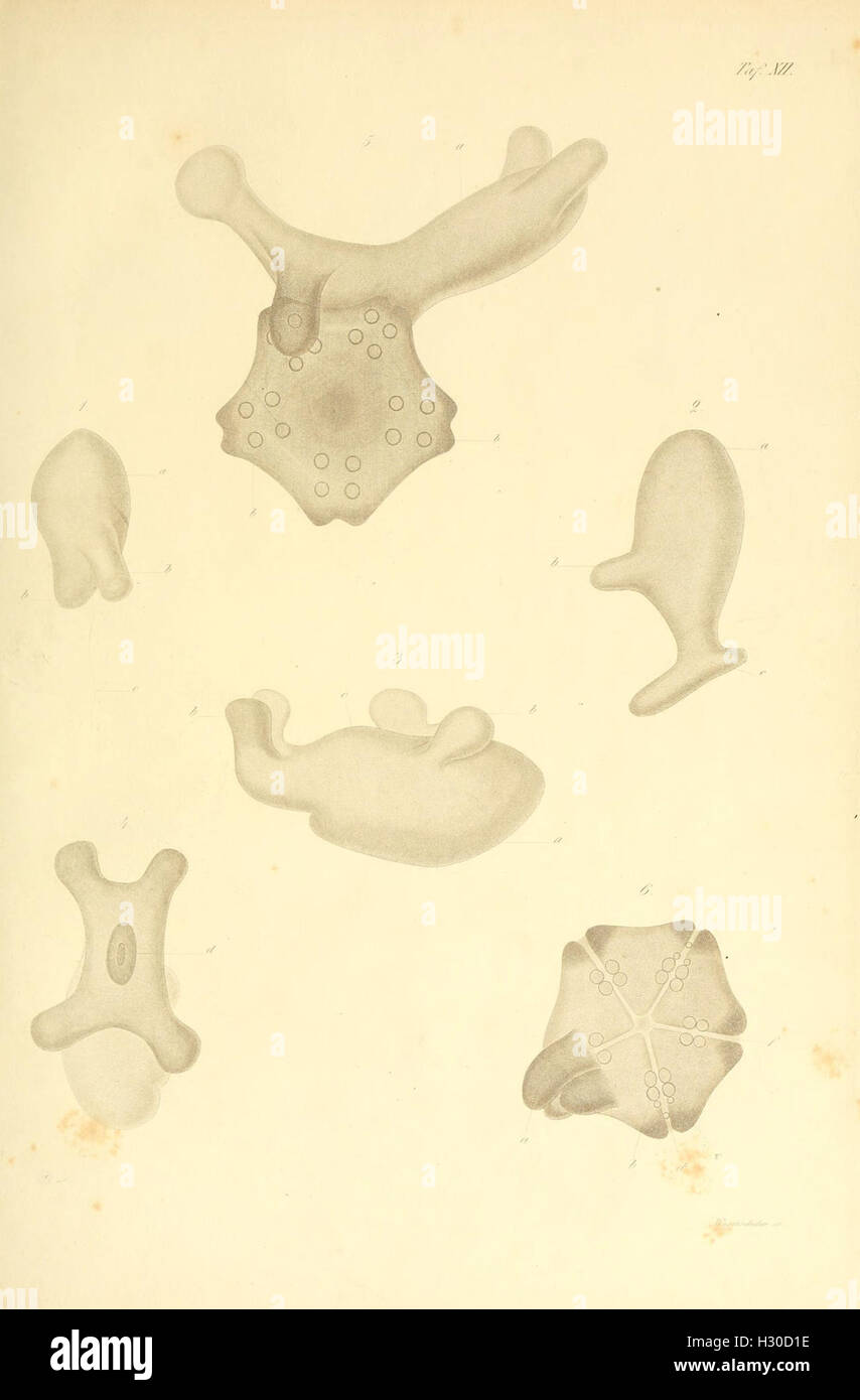 This work focuses on the anatomy and development of invertebrate marine ...