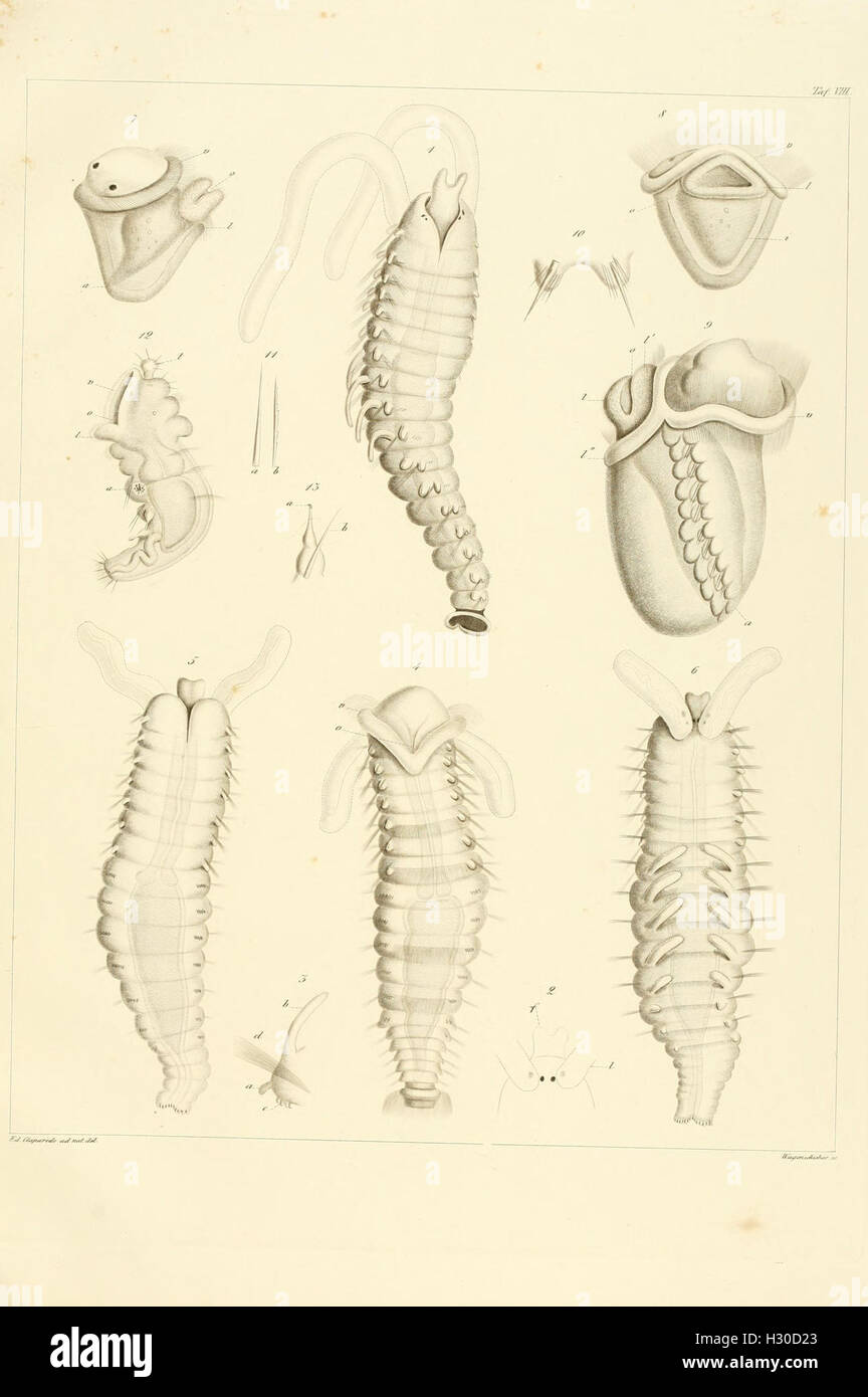 This work provides observations on the anatomy and developmental ...