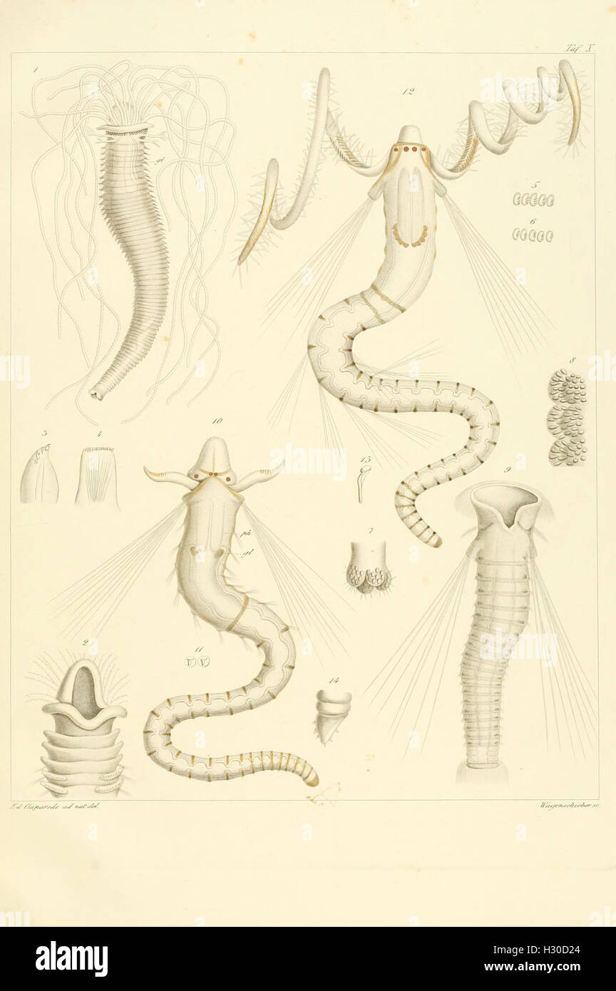This work includes observations on the anatomy and developmental ...