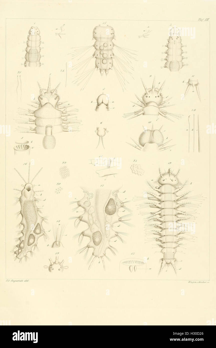 A scientific study focusing on the anatomy and developmental history of ...