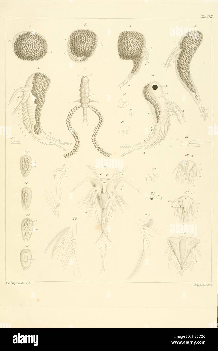 This work presents observations on the anatomy and evolutionary history ...