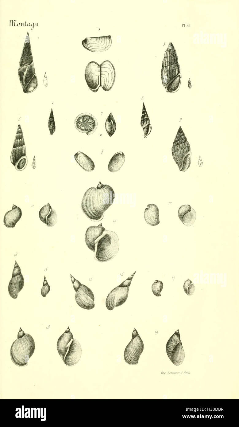 This plate is part of a collection illustrating various mollusks ...