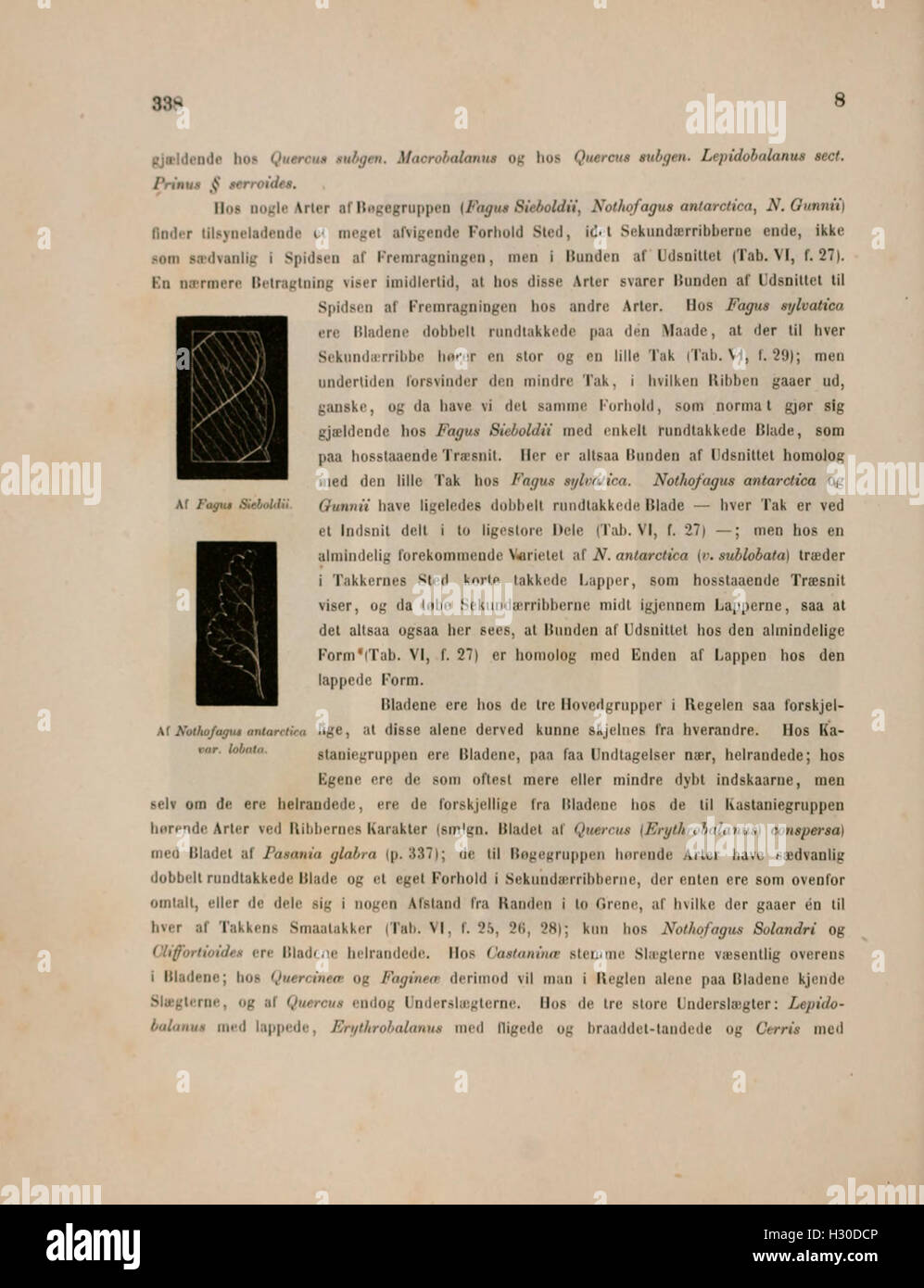 This work explores the oak family (Fagaceae) in both contemporary and ...