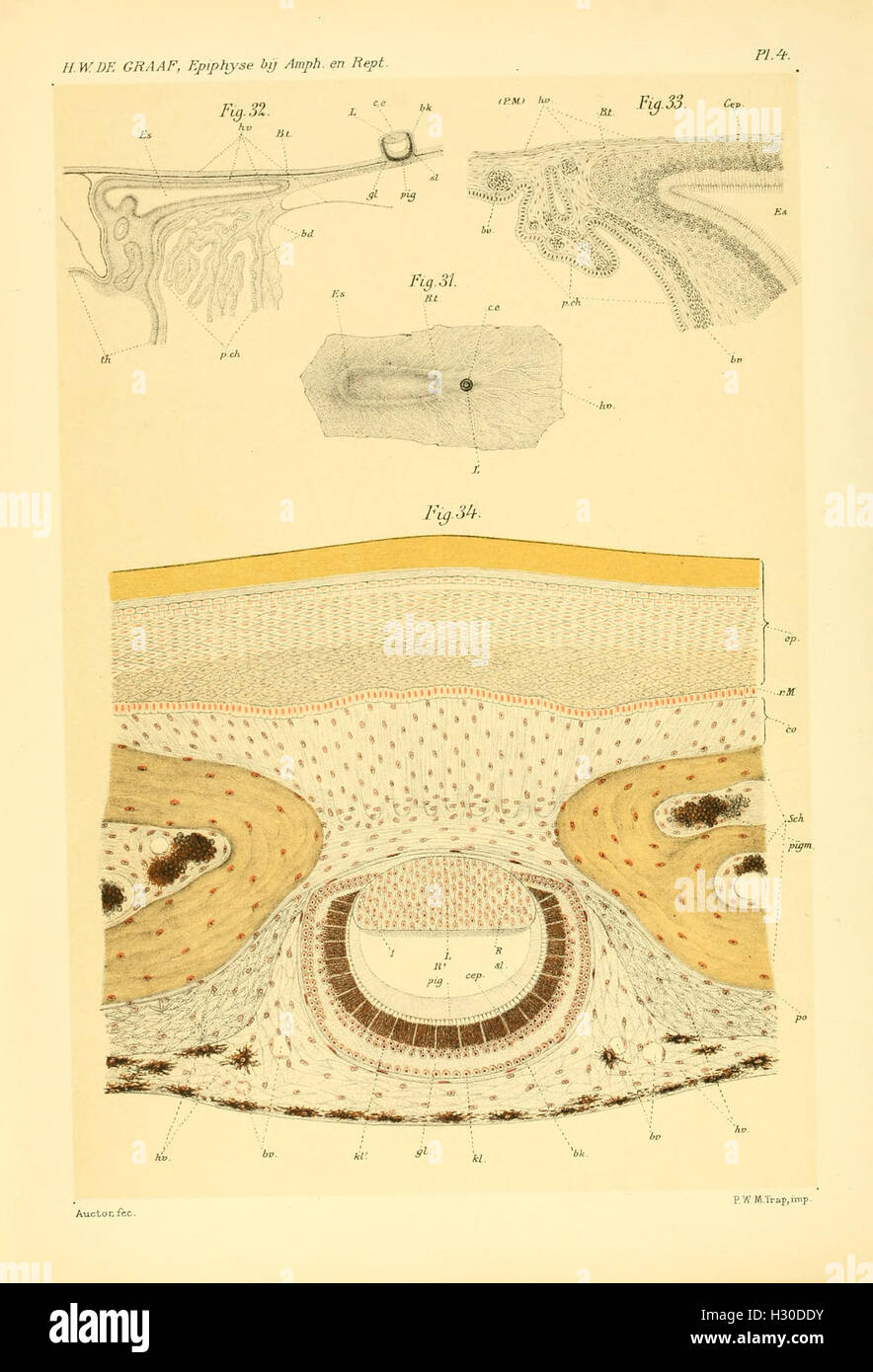 A study of the structure and development of the epiphysis in amphibians ...