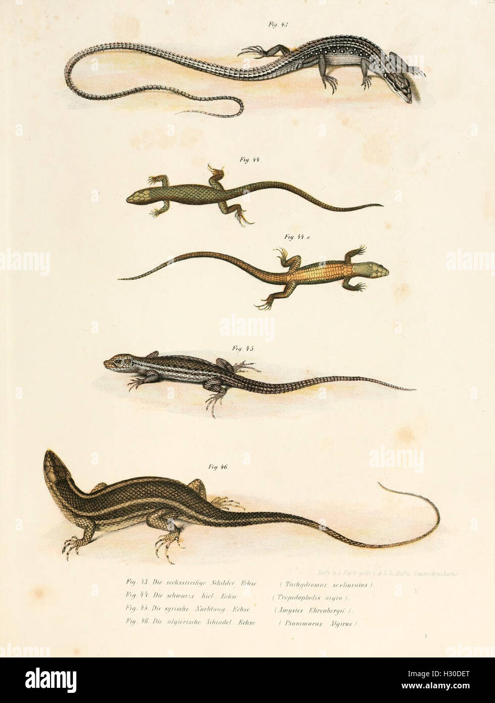 This illustrated atlas presents a scientifically informed, yet popular ...