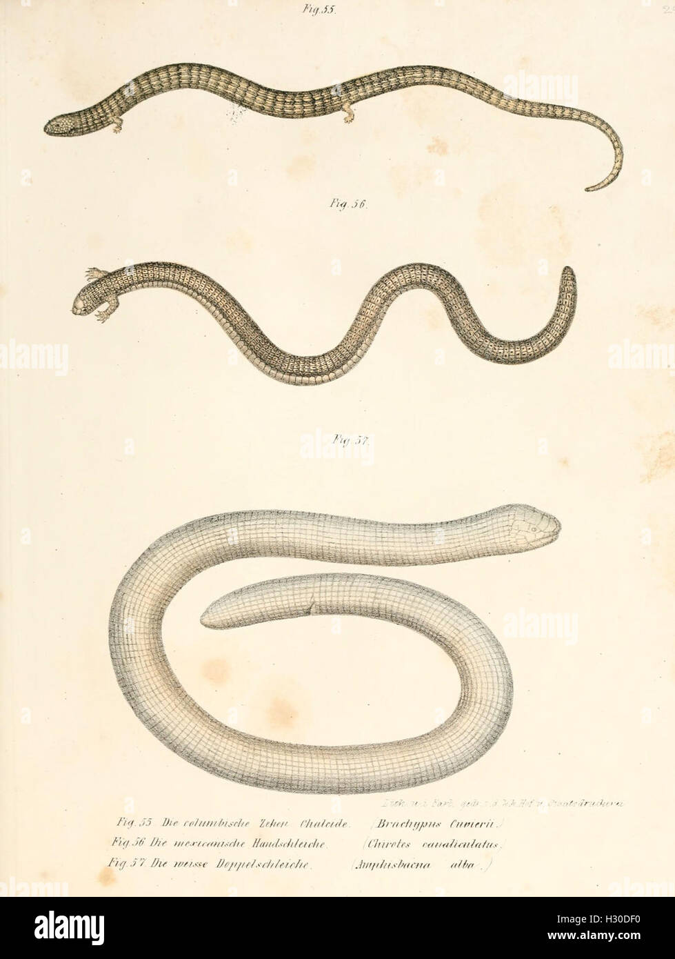 This illustrated atlas focuses on the natural history of vertebrates ...