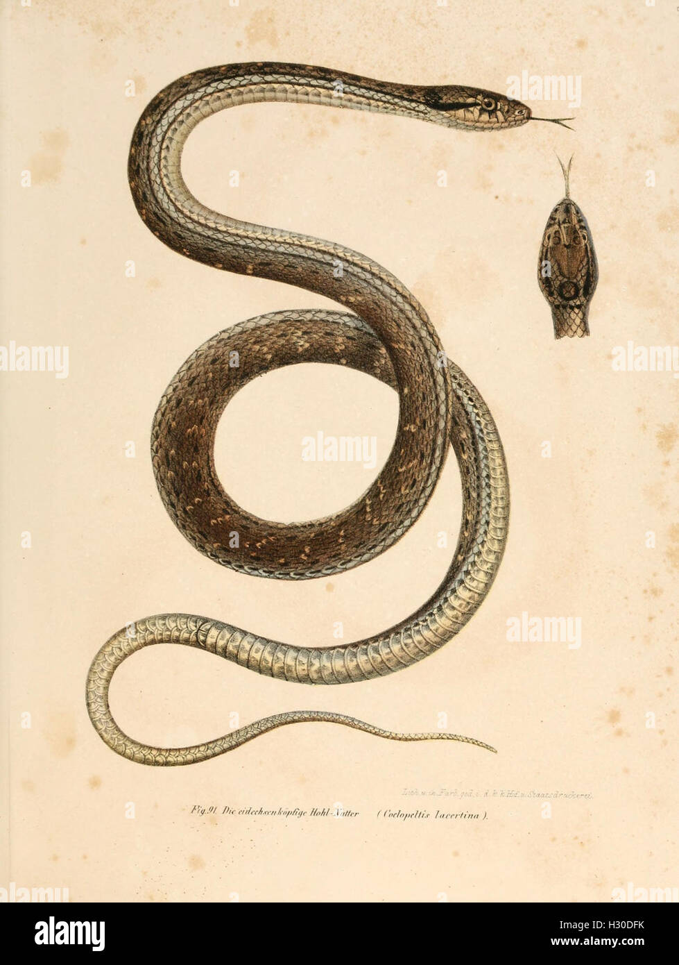 This plate is part of a scientific and popular atlas depicting ...