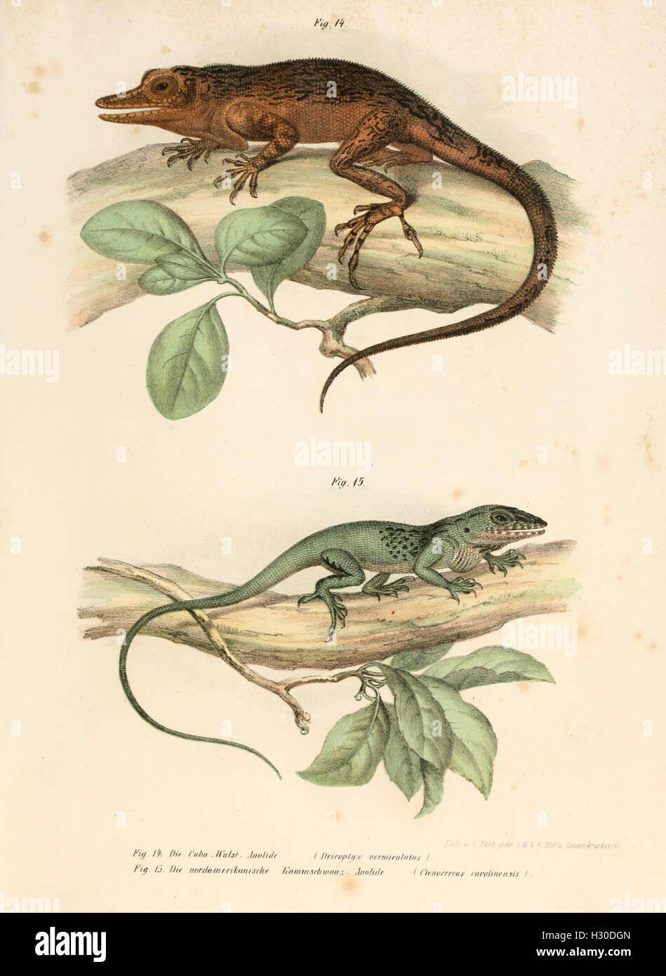 This image atlas presents visual representations of vertebrates, with a ...