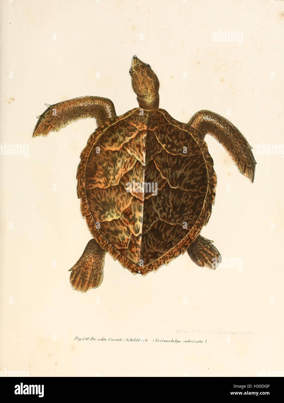 This illustrated atlas provides a scientific and popular overview of ...