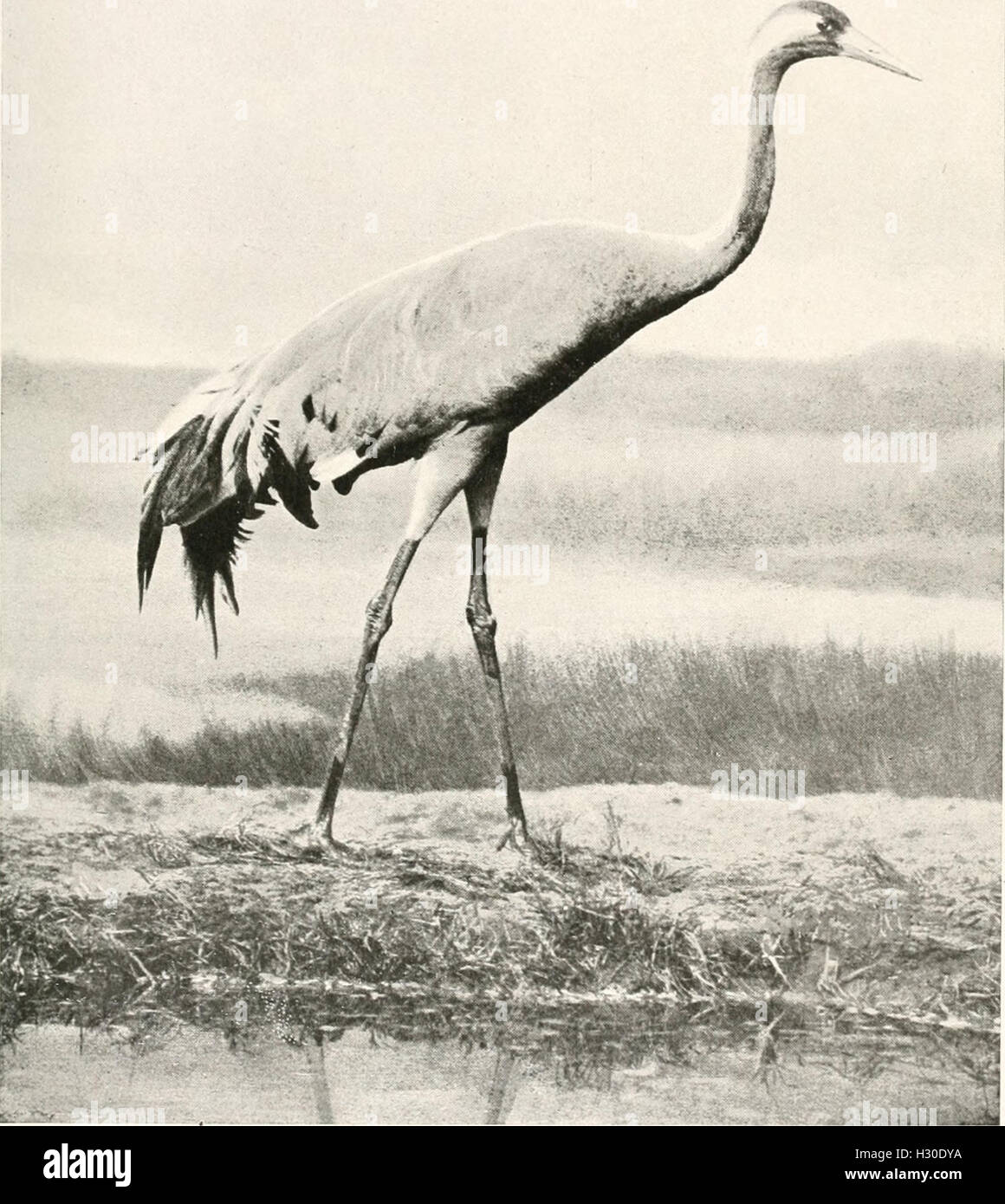 Vintage drawing of lower animals hi-res stock photography and images ...