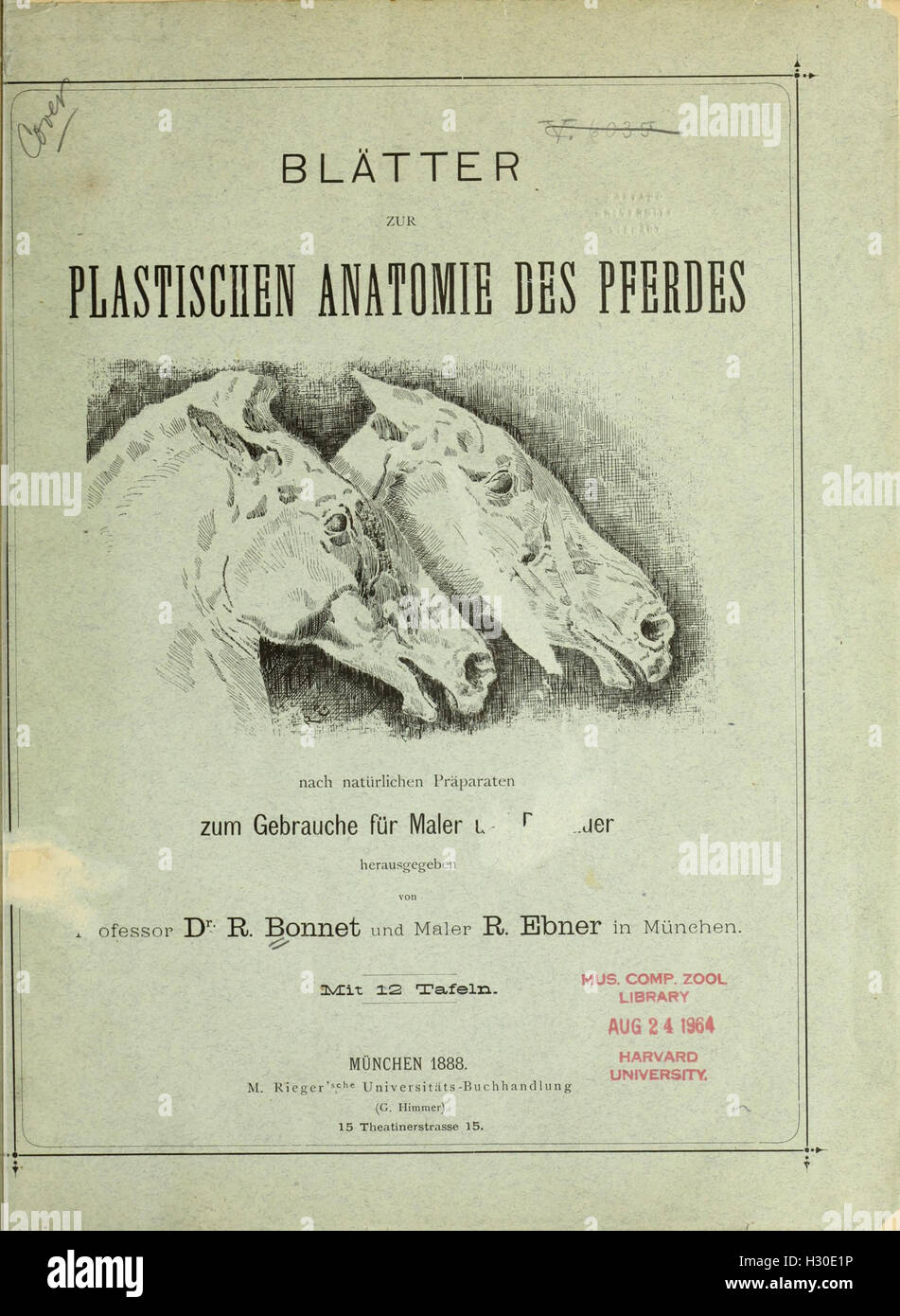A study of the plastic anatomy of horses, with illustrations based on ...