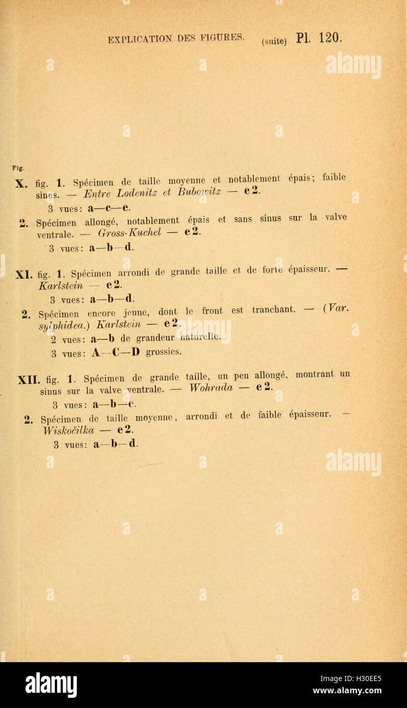 This text provides a study on brachiopods, a group of marine ...