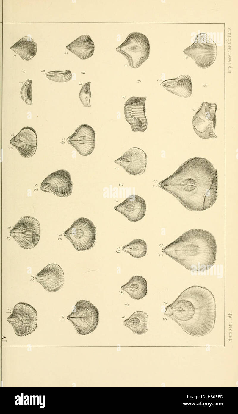 This work examines brachiopods, marine invertebrates with distinctive ...