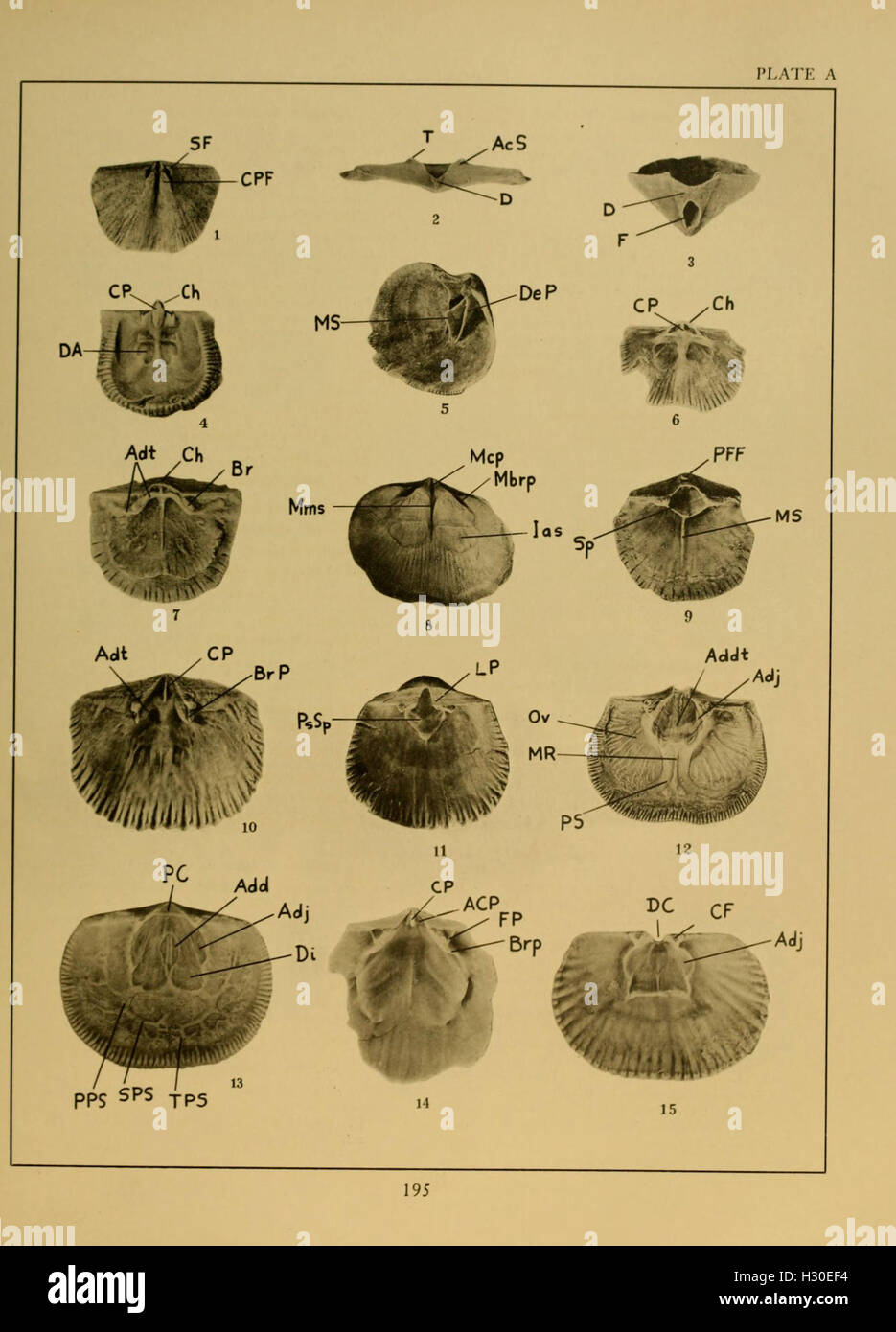 A detailed classification and study of the brachiopod genera within the ...