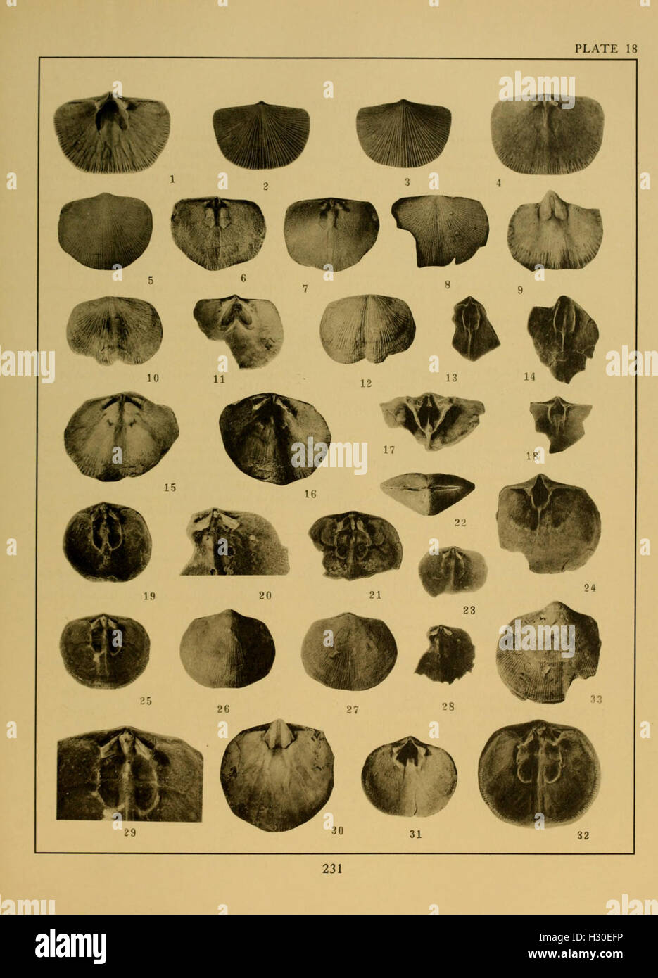 Page 231 explores the brachiopod genera from the suborders Orthoidea ...