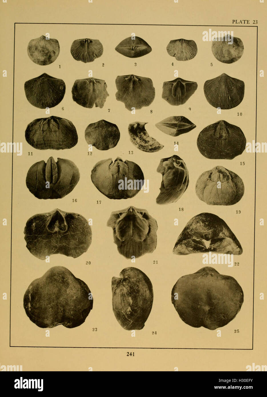 This page provides a detailed classification of brachiopod genera in ...