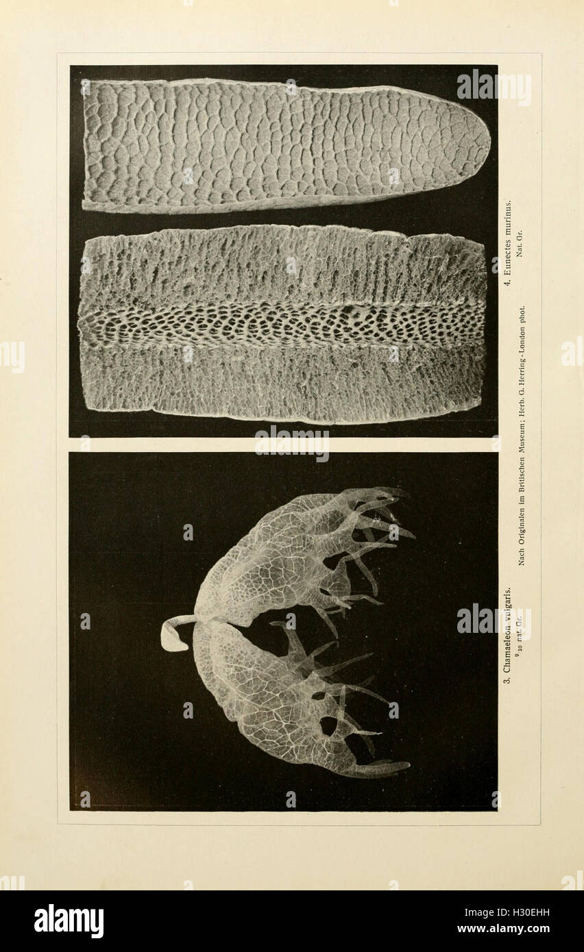 Reptile Lungs