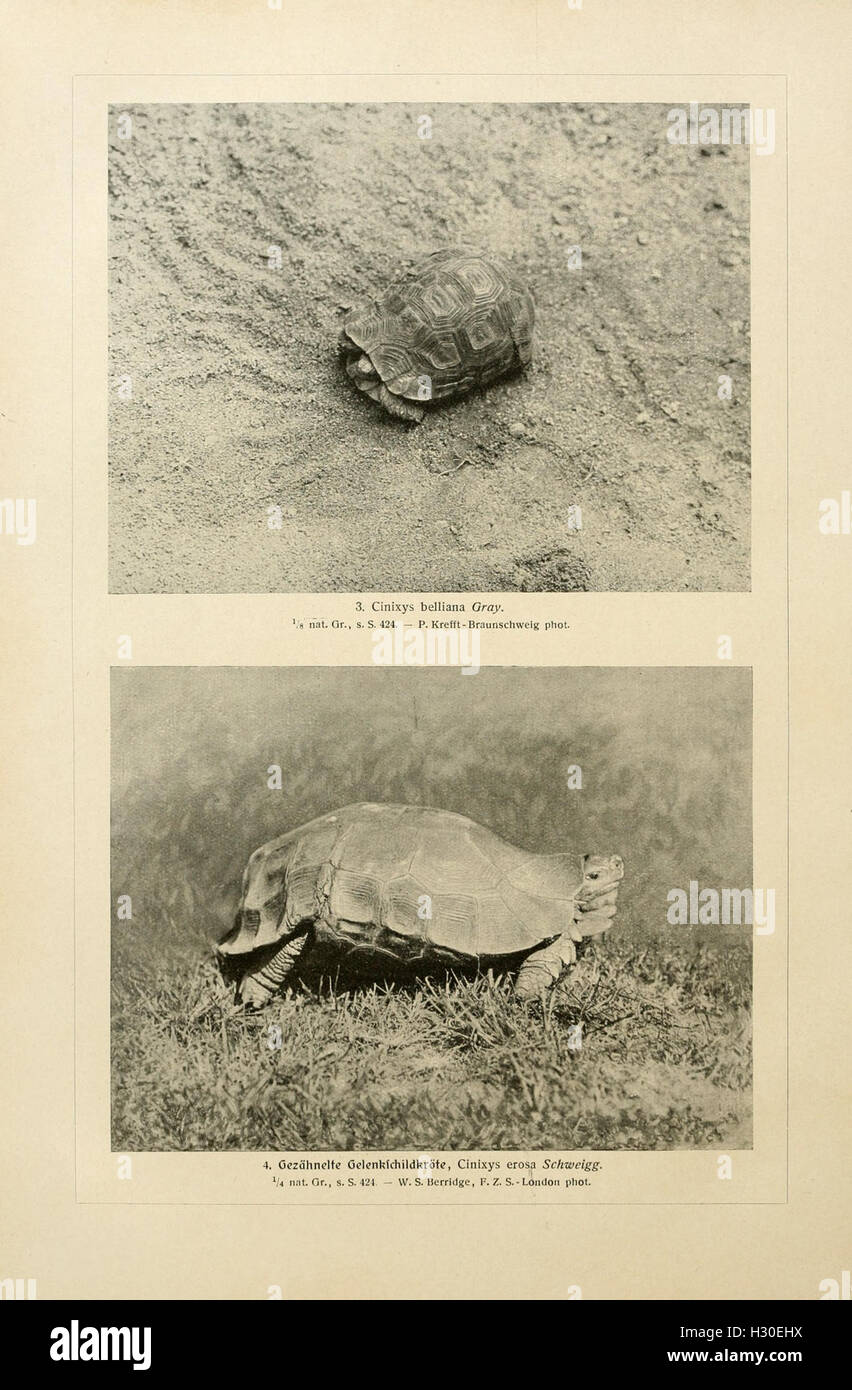 Brehm's Life of Animals, Plate on Tortoises, details the study of ...