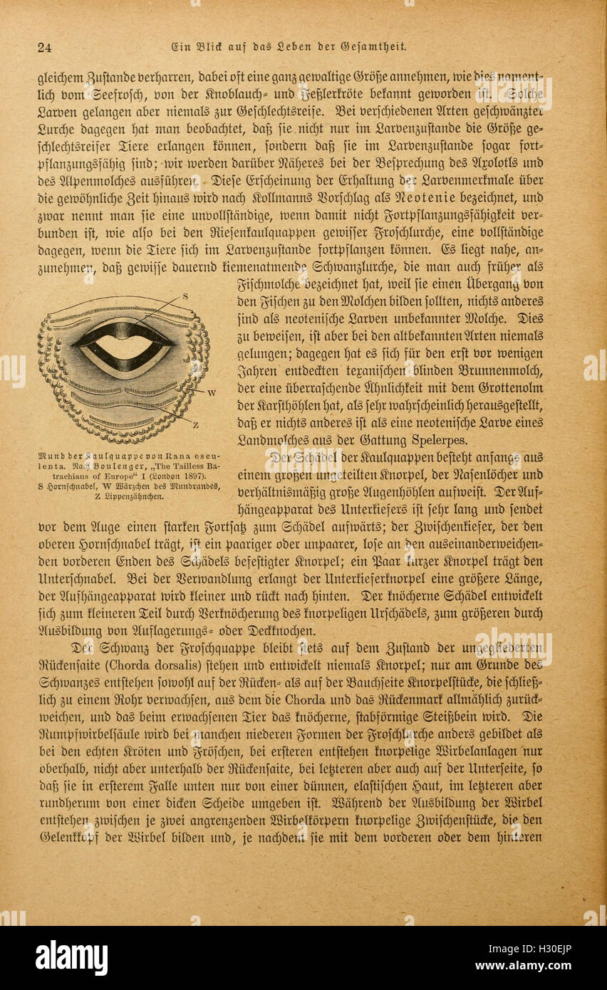 A historical work detailing the lives of various animals, including ...
