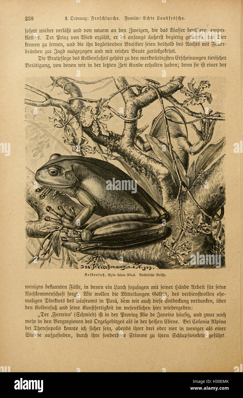 A detailed work on the life of animals, 'Brehms Tierleben' covers ...