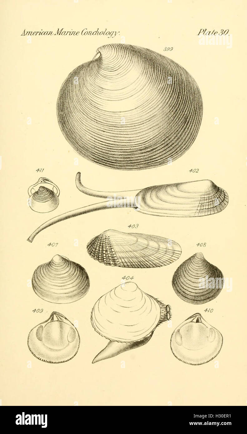 This plate illustrates various marine shell species from the United ...