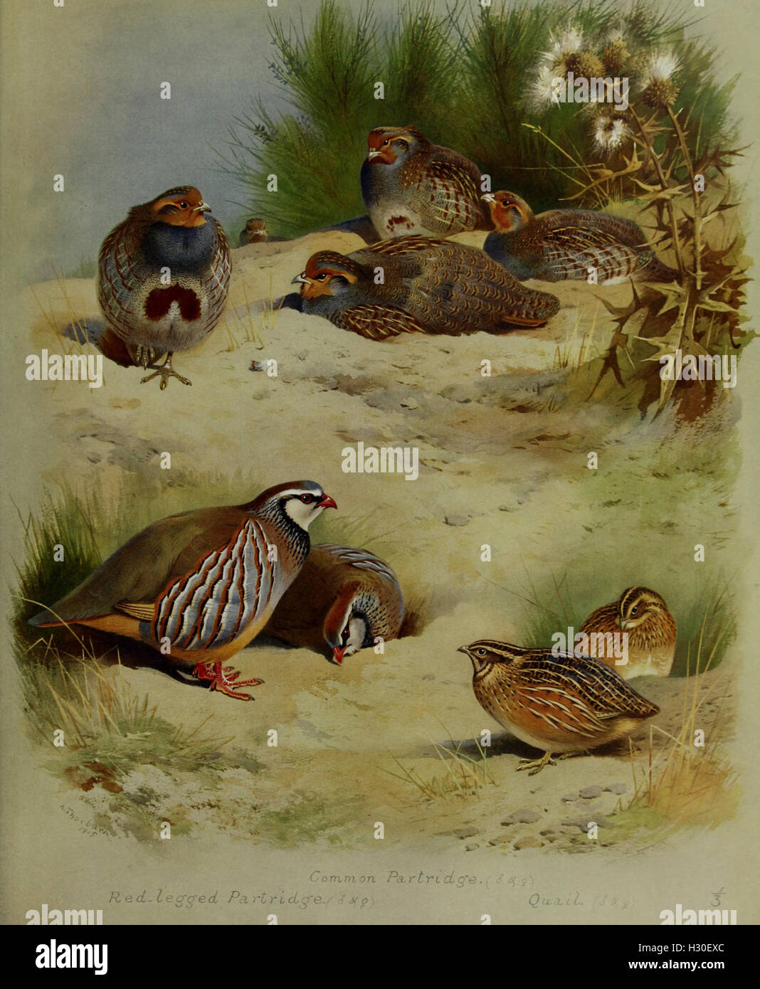 'British Birds' is a comprehensive guide to the bird species found in ...