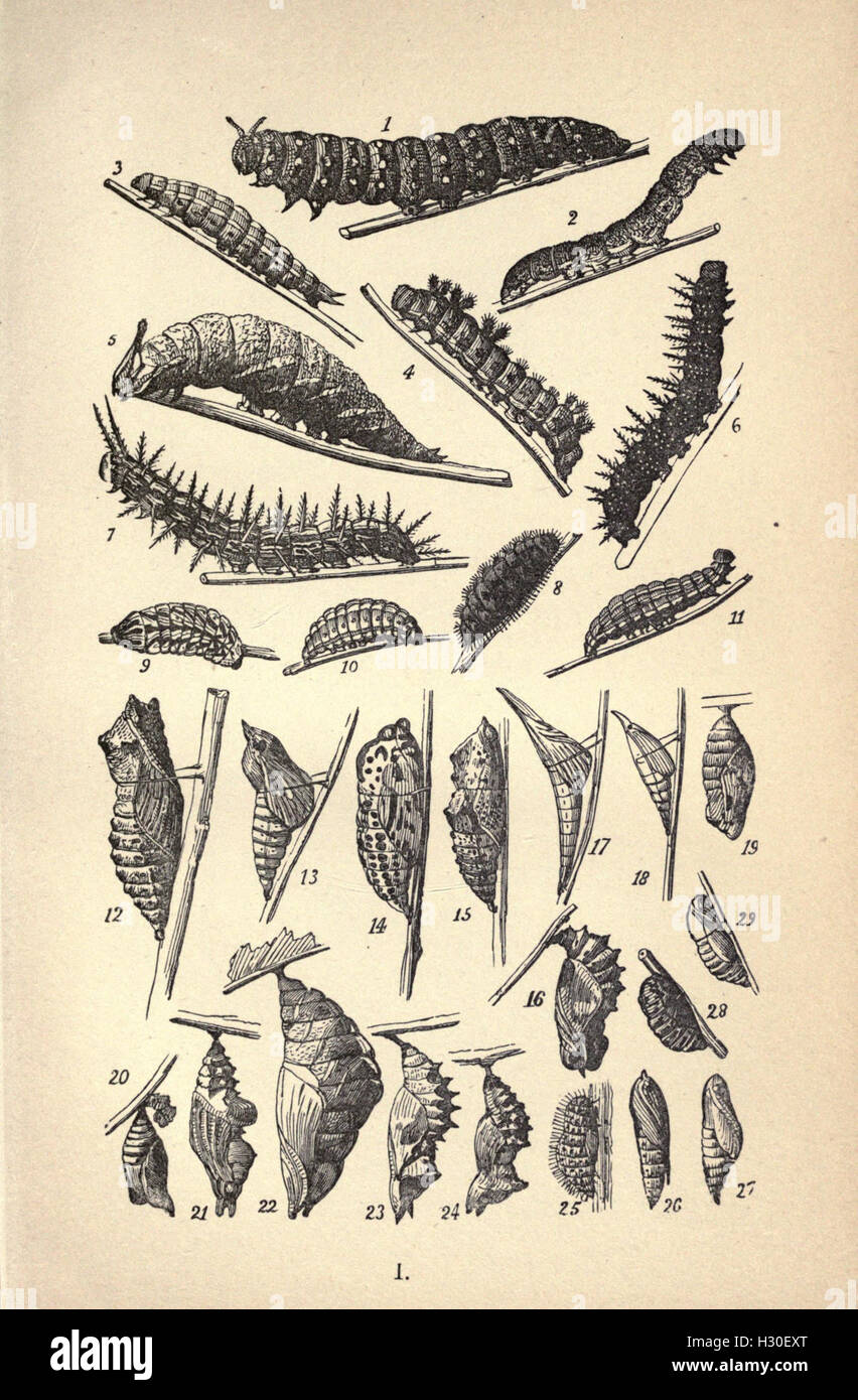A detailed catalog of native British butterflies, including ...