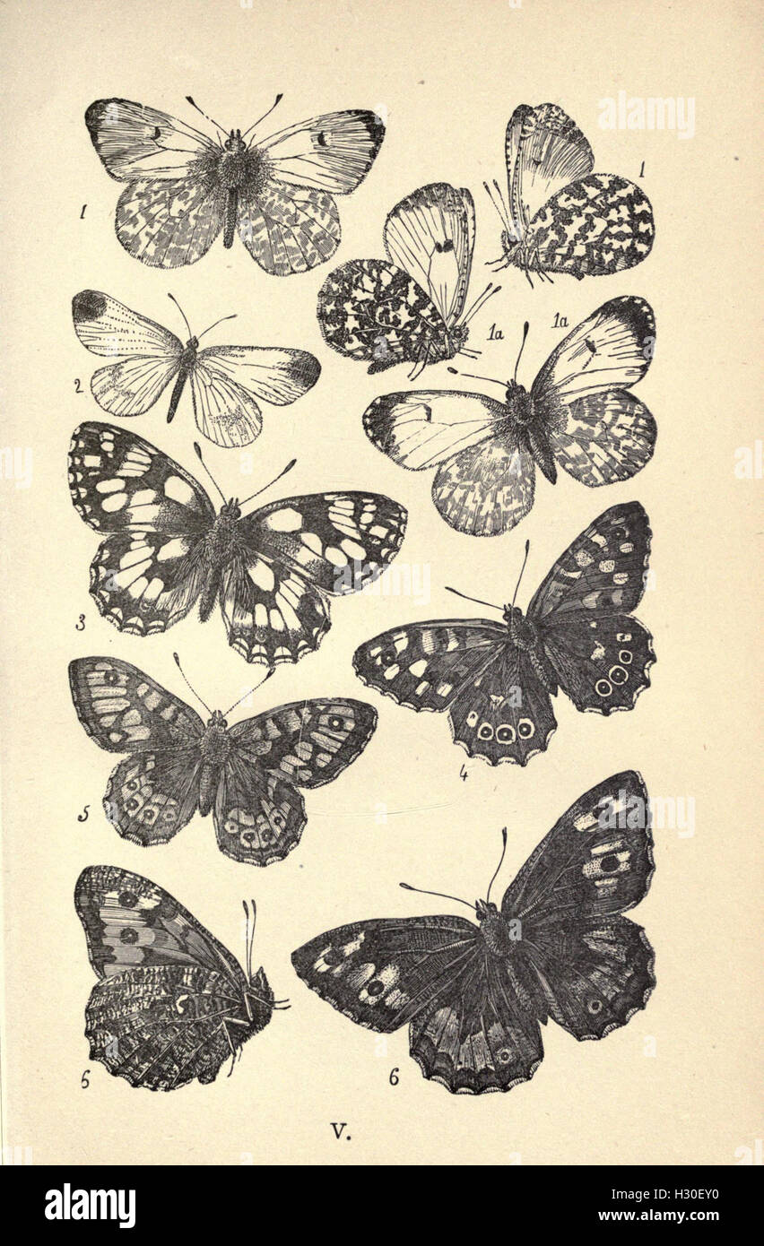 British butterflies, figures and descriptions of every native species ...