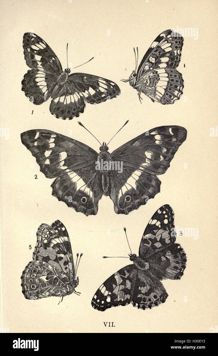 A comprehensive guide to the native butterfly species of Britain, with ...