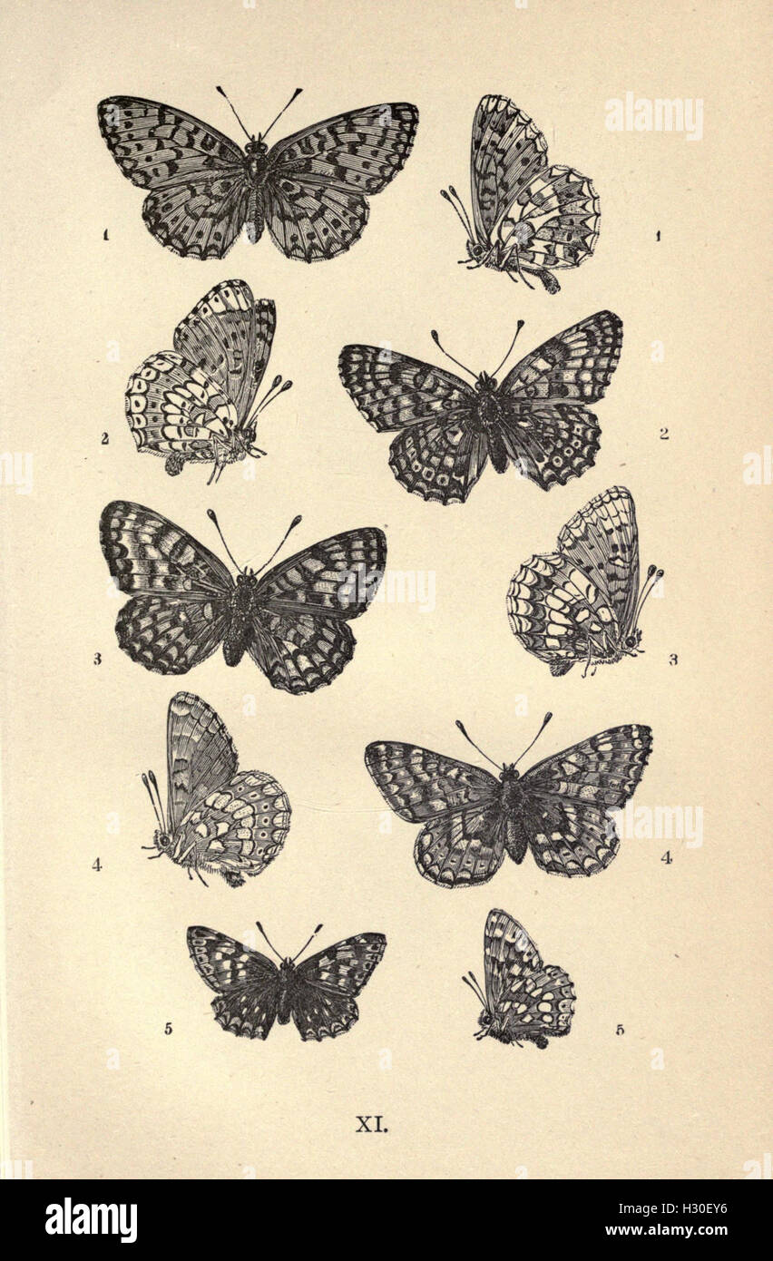 A comprehensive guide to every native British butterfly, with detailed ...