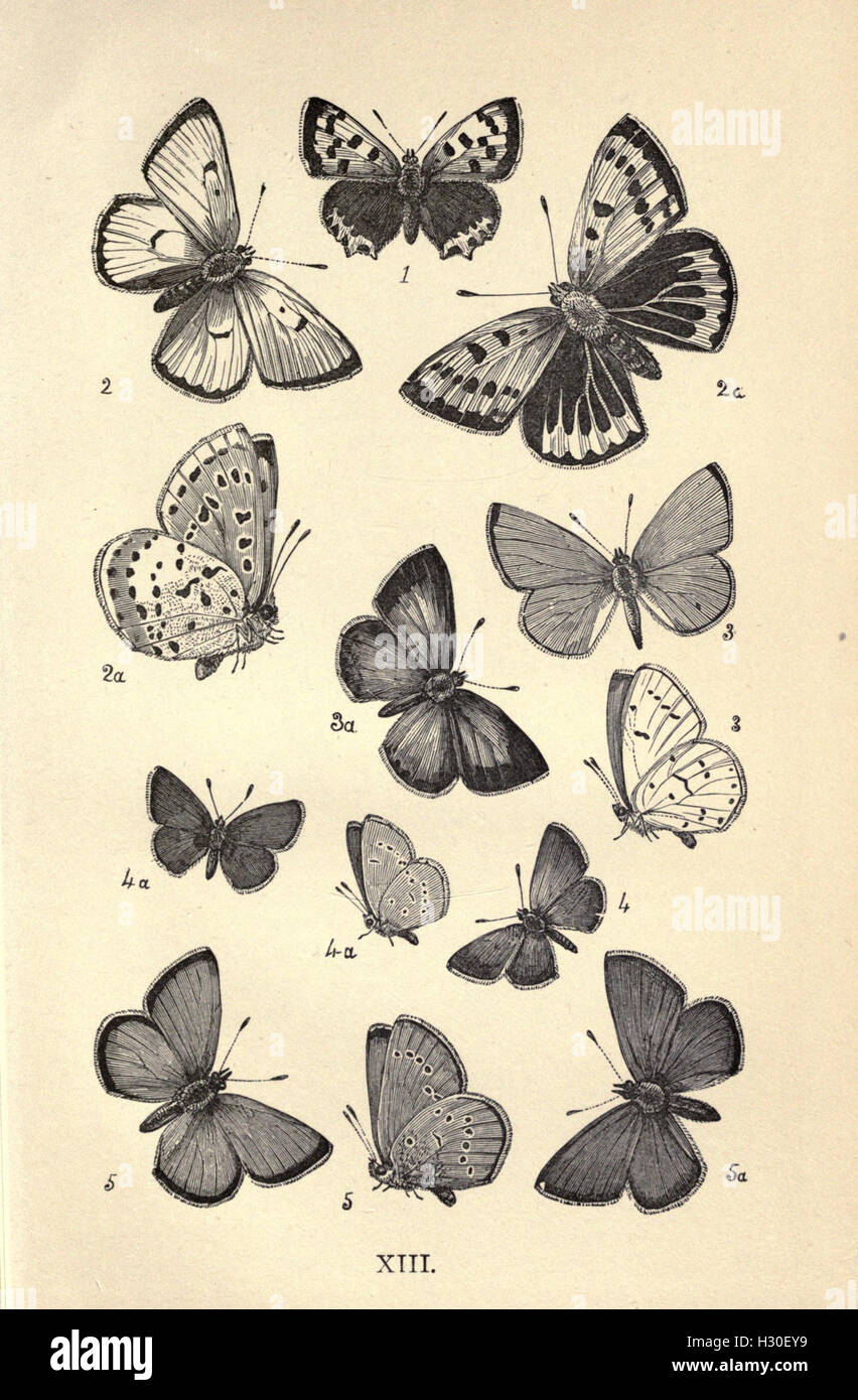British butterflies, figures and descriptions of every native species ...