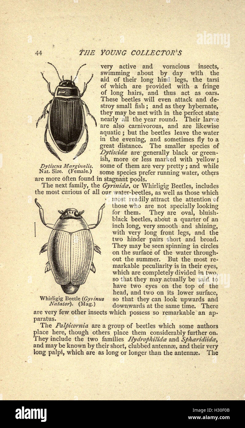 This page covers British butterflies, moths, and beetles, detailing ...