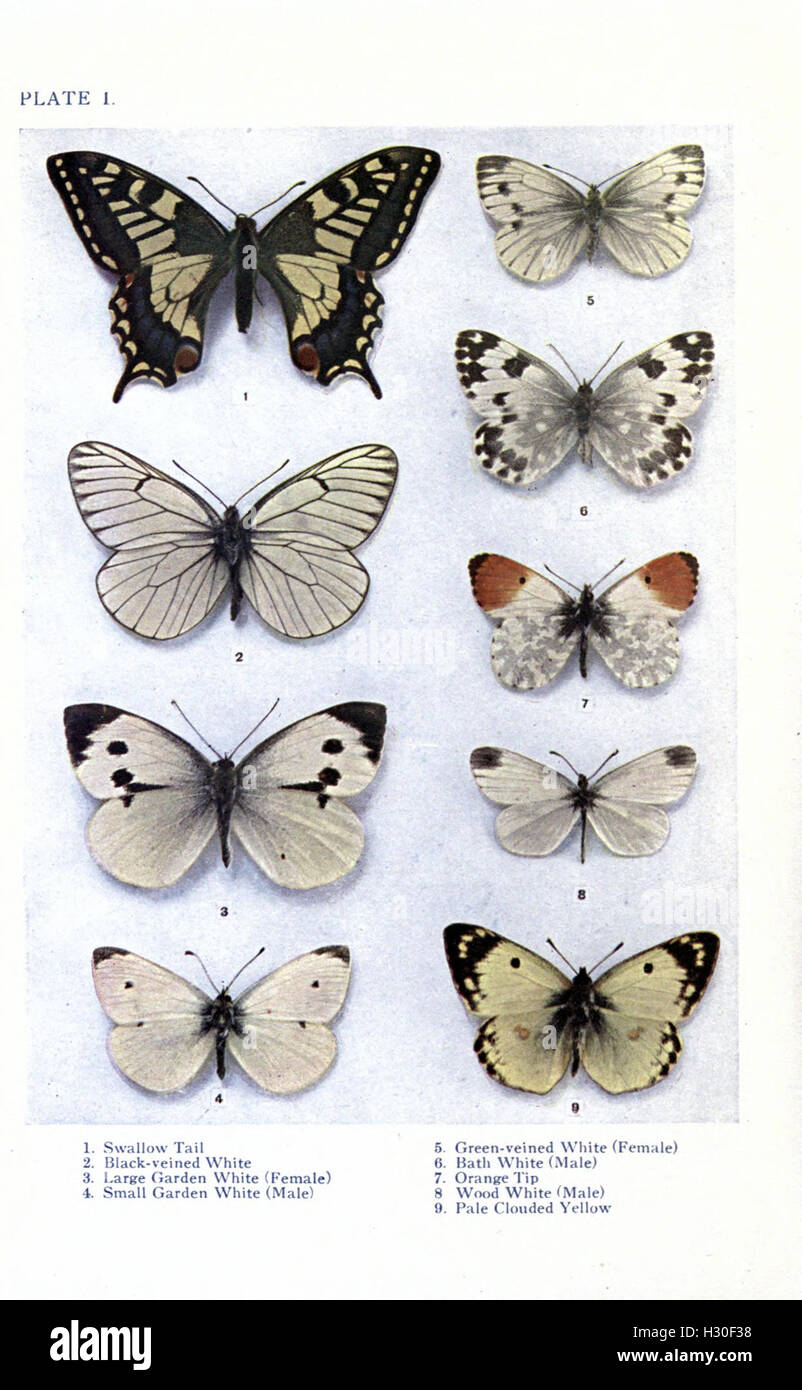 A catalog or reference of British butterfly species, providing information on identification and ...