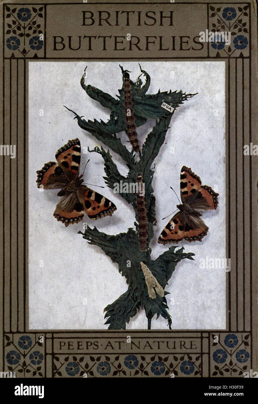 'British Butterflies' provides a comprehensive guide to butterfly ...