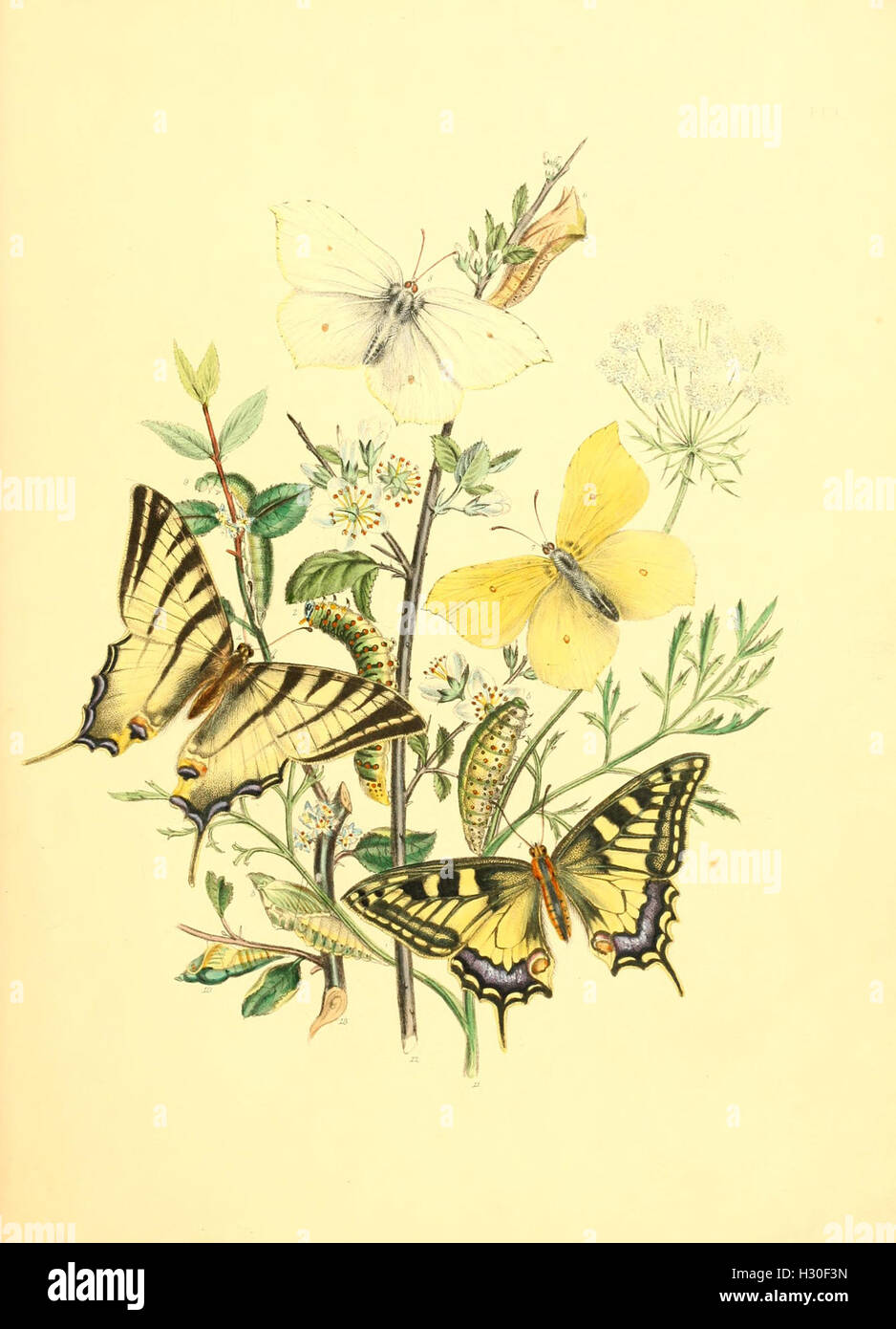 This work details the species of British butterflies and their ...