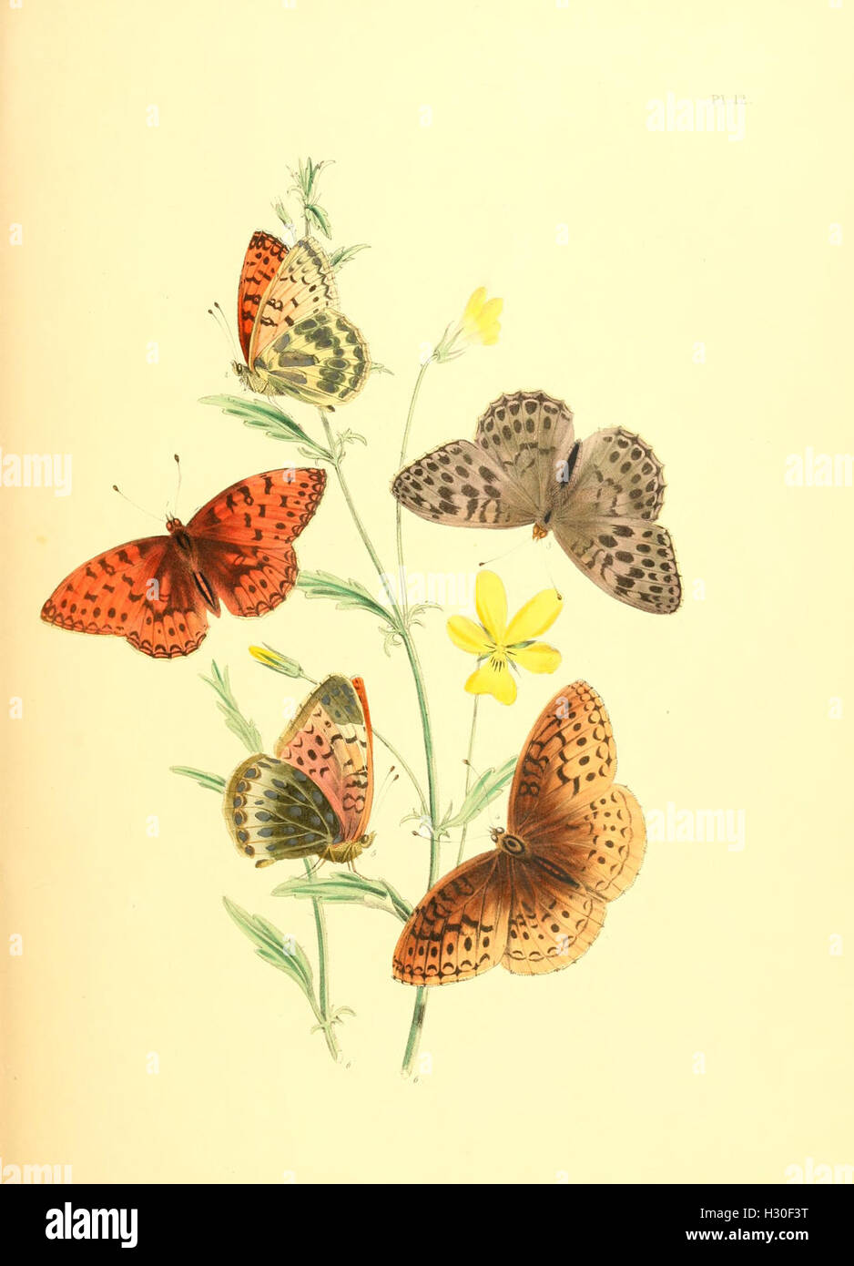 A publication detailing the transformations of British butterflies ...