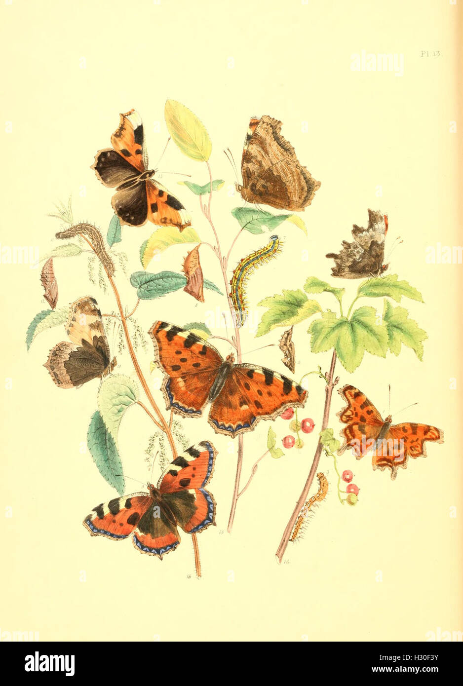 This plate from 'British Butterflies and Their Transformations ...