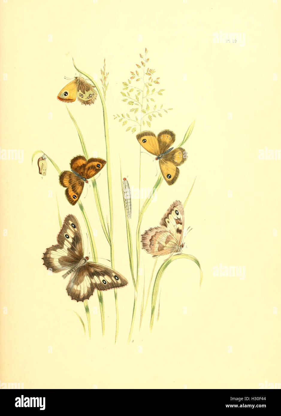 An illustration from 'British butterflies and their transformations ...