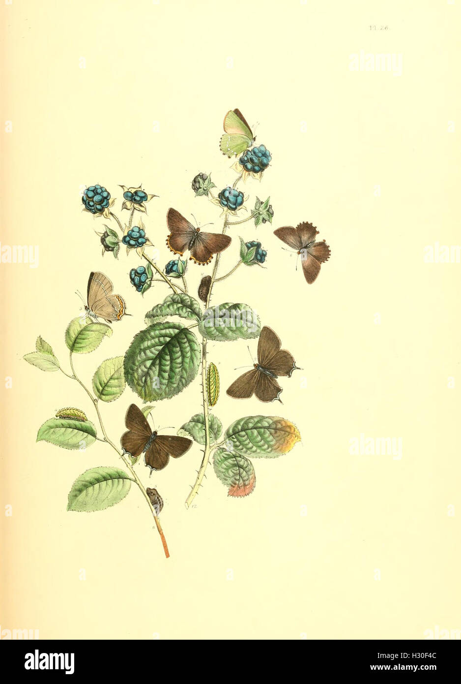 Various stages of insect life cycles hi-res stock photography and ...