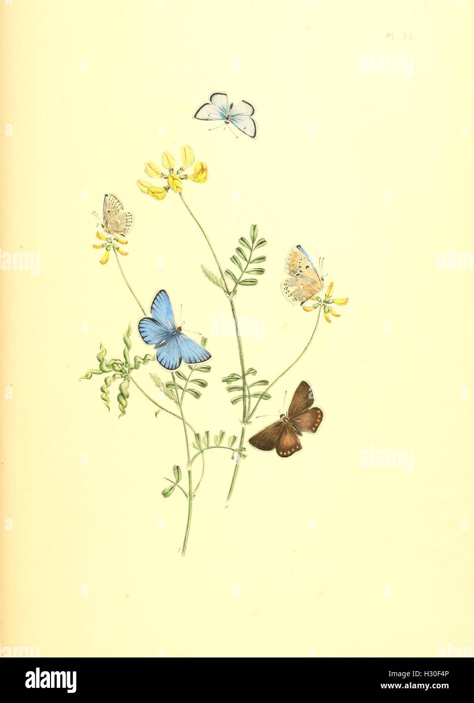 This work examines the lifecycle and transformations of British ...