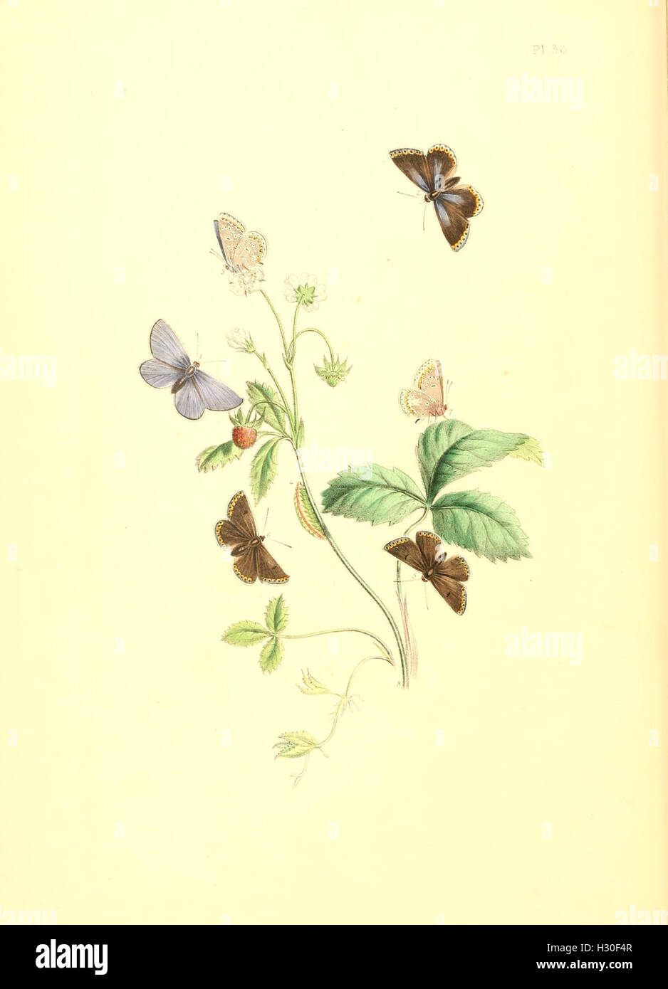 This work focuses on British butterfly species and their metamorphosis ...