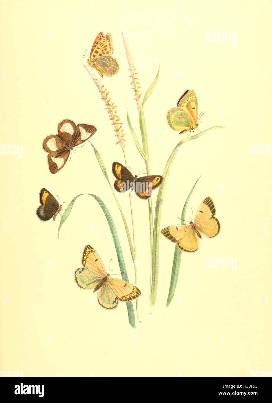 Plate 42 of 'British Butterflies and Their Transformations' illustrates ...