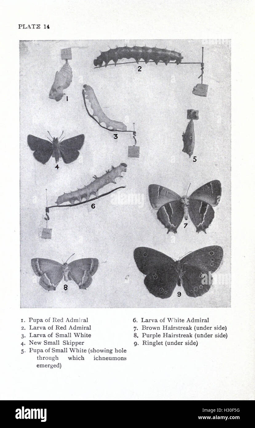 This work provides an in-depth study of British butterflies, focusing ...
